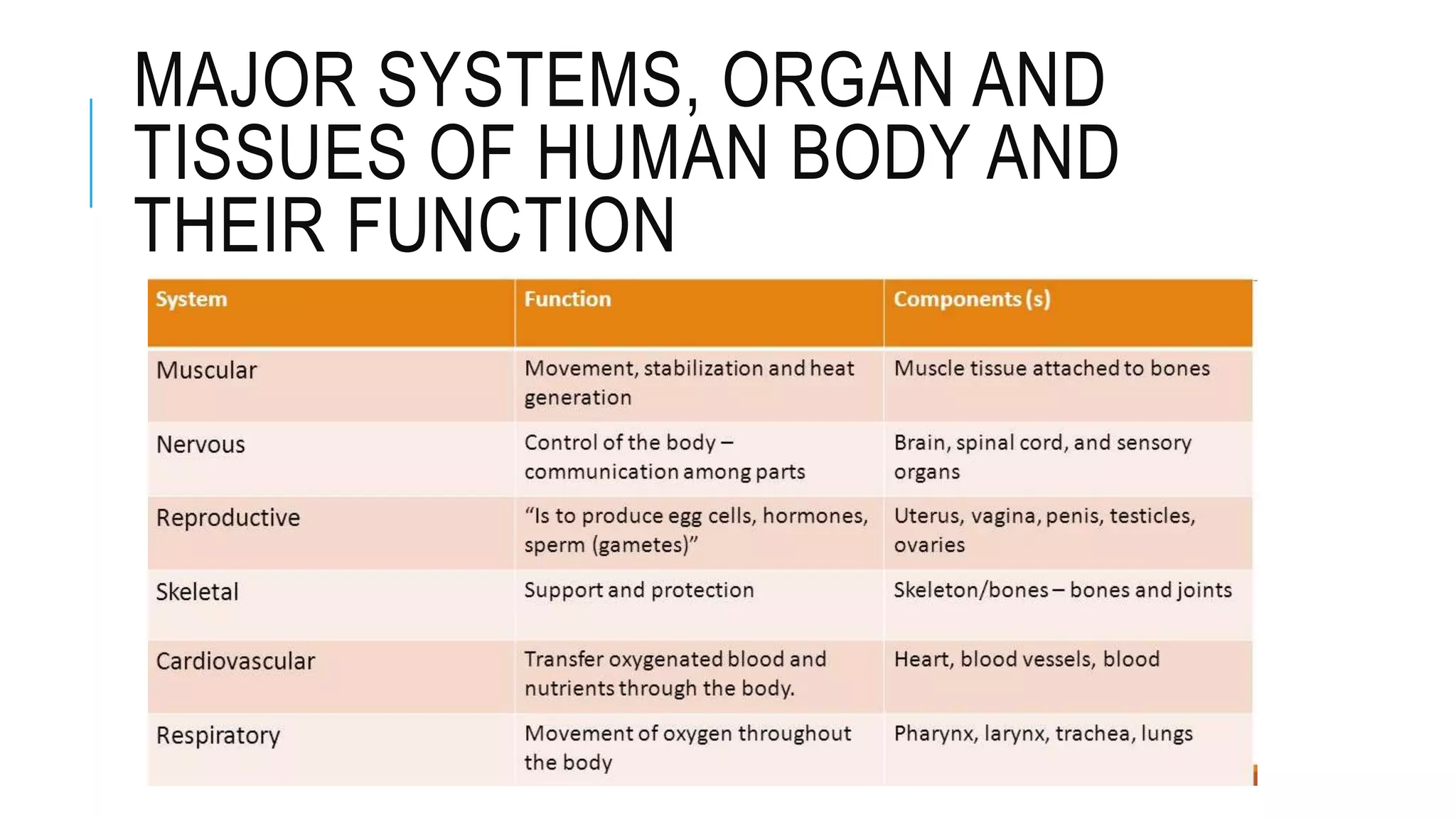 Cell, tissue and organs Presentation | PPT