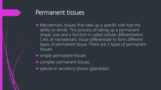 Cell, tissue and organs Presentation | PPT