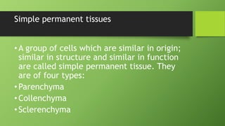 Cell, tissue and organs Presentation | PPT