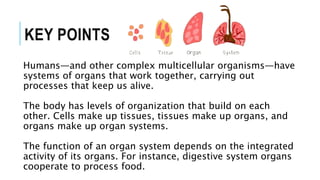 Cell, tissue and organs Presentation | PPT
