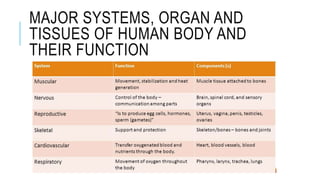 Cell, tissue and organs Presentation | PPT
