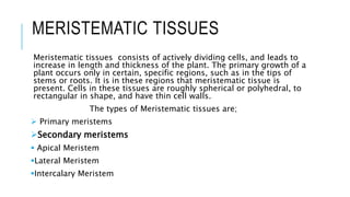 Cell, tissue and organs Presentation | PPT