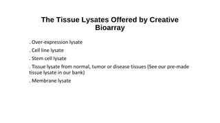 Cell tissue lysates | PPT