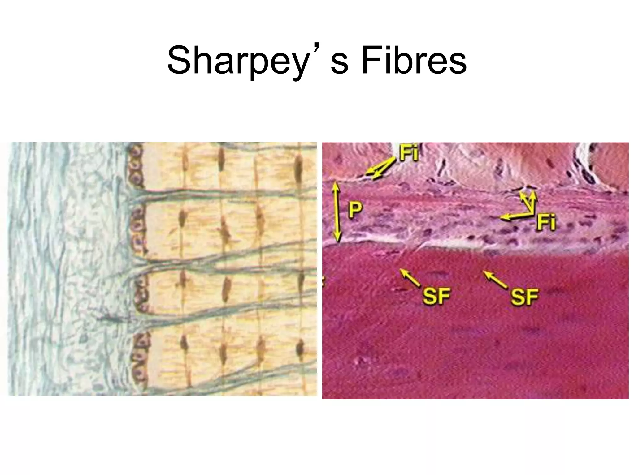 Cell & tissue nursing | PPTX