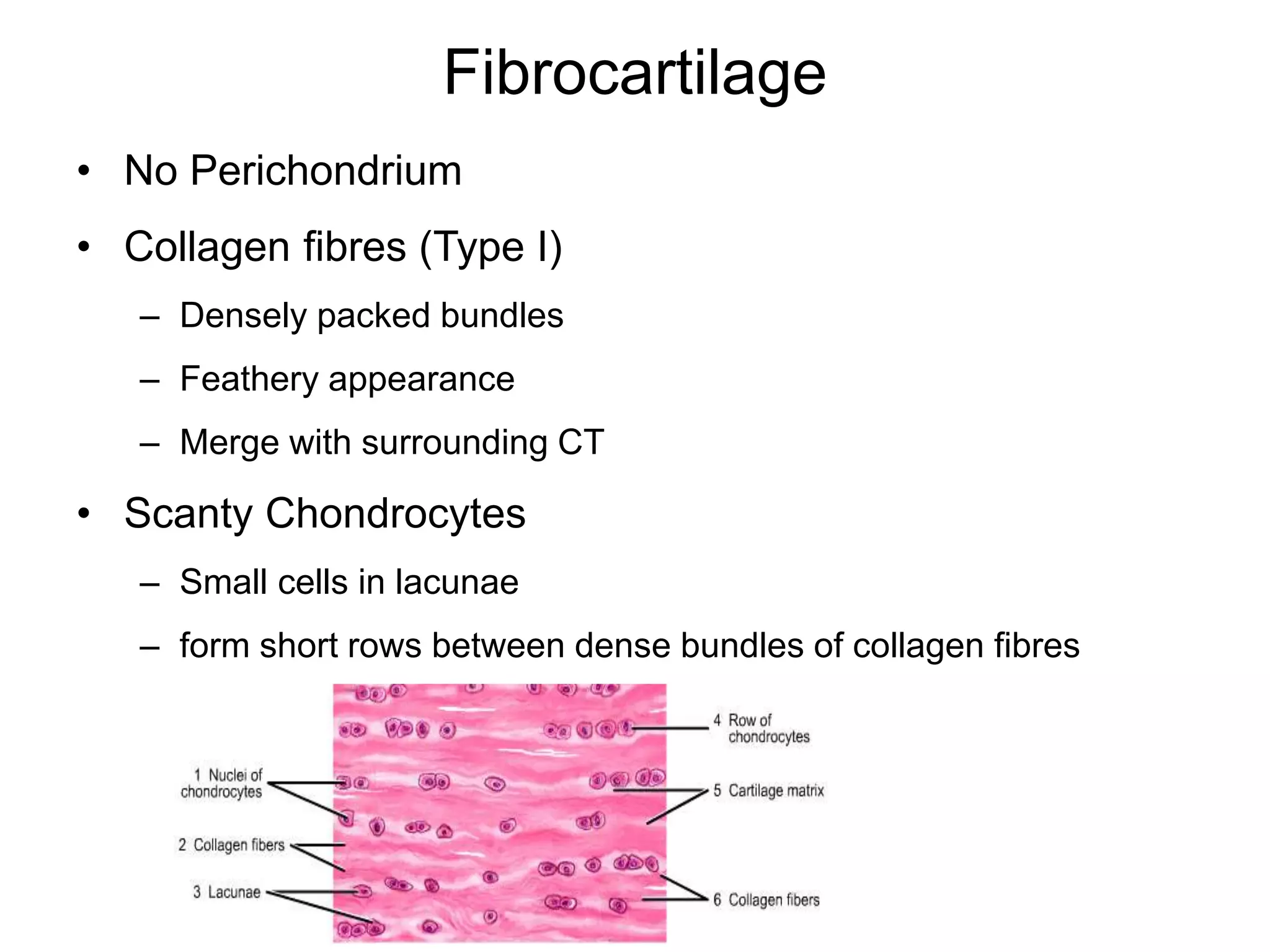 Cell & tissue nursing | PPTX