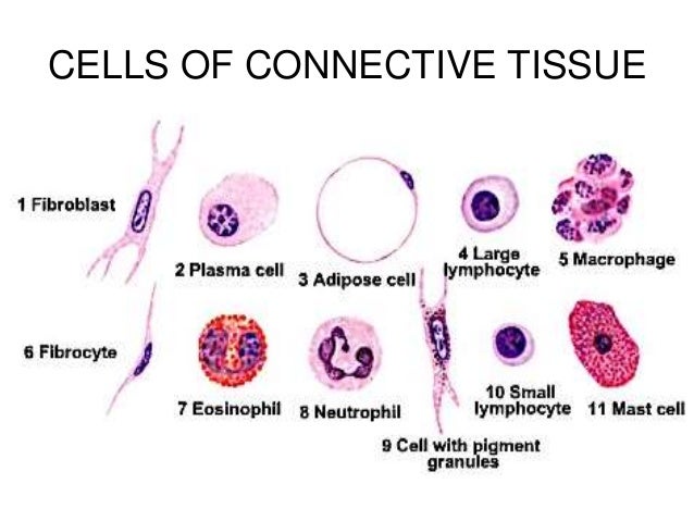 Cell & tissue nursing