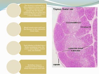 Cell & tissue of Immune System | PPTX | Biological Sciences | Science