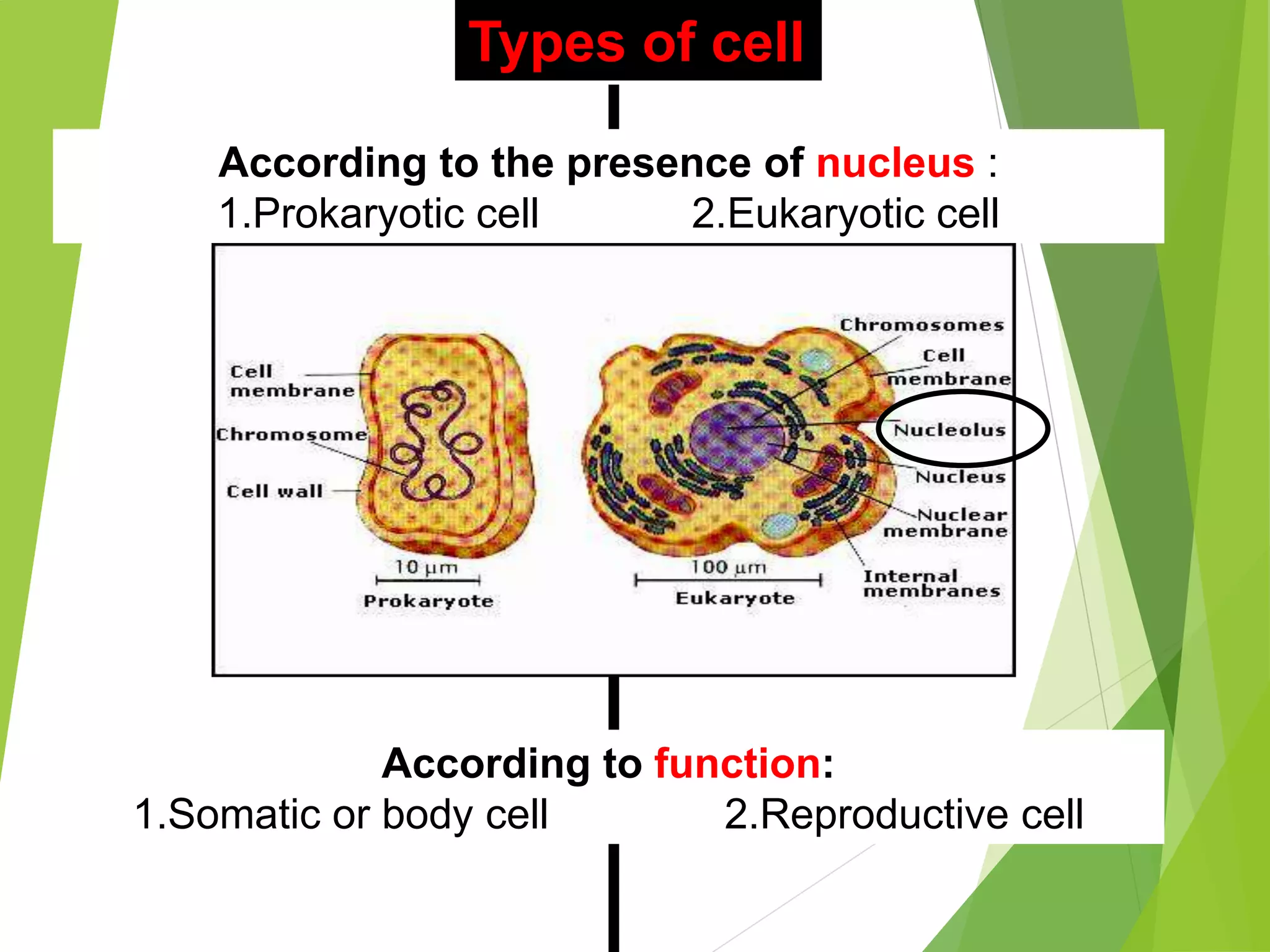 Basics of Body Cell | PPT
