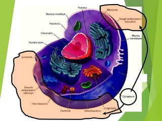 Basics of Body Cell | PPT