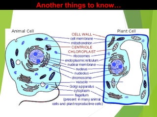 Basics of Body Cell | PPT
