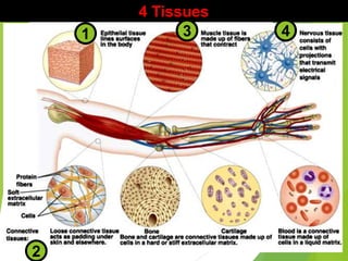 Basics of Body Cell | PPT
