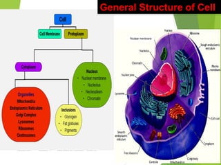 Basics of Body Cell | PPT