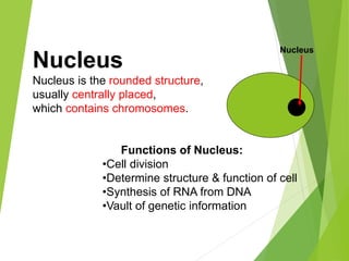 Basics of Body Cell | PPT
