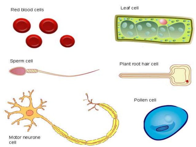 Cell tissues and organs | PPTX