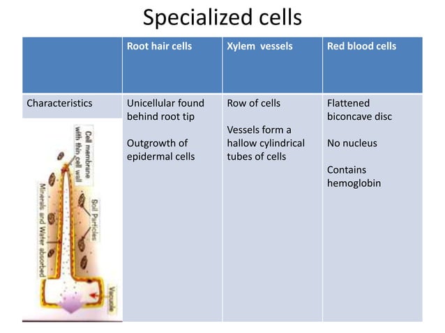Cell tissues and organs | PPTX