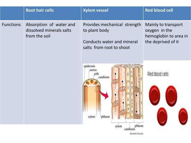 Cell tissues and organs | PPTX
