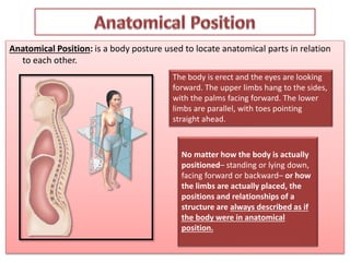 Cell, tissues, organs , systems.... | PPTX