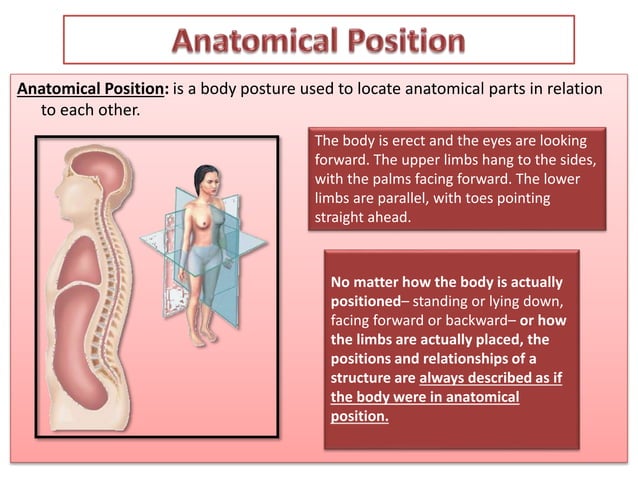 Cell, tissues, organs , systems.... | PPTX