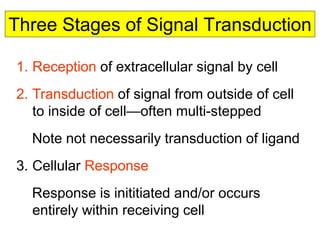 celltocellcommunication-101021235148-phpapp01.ppt | Endocrine and ...