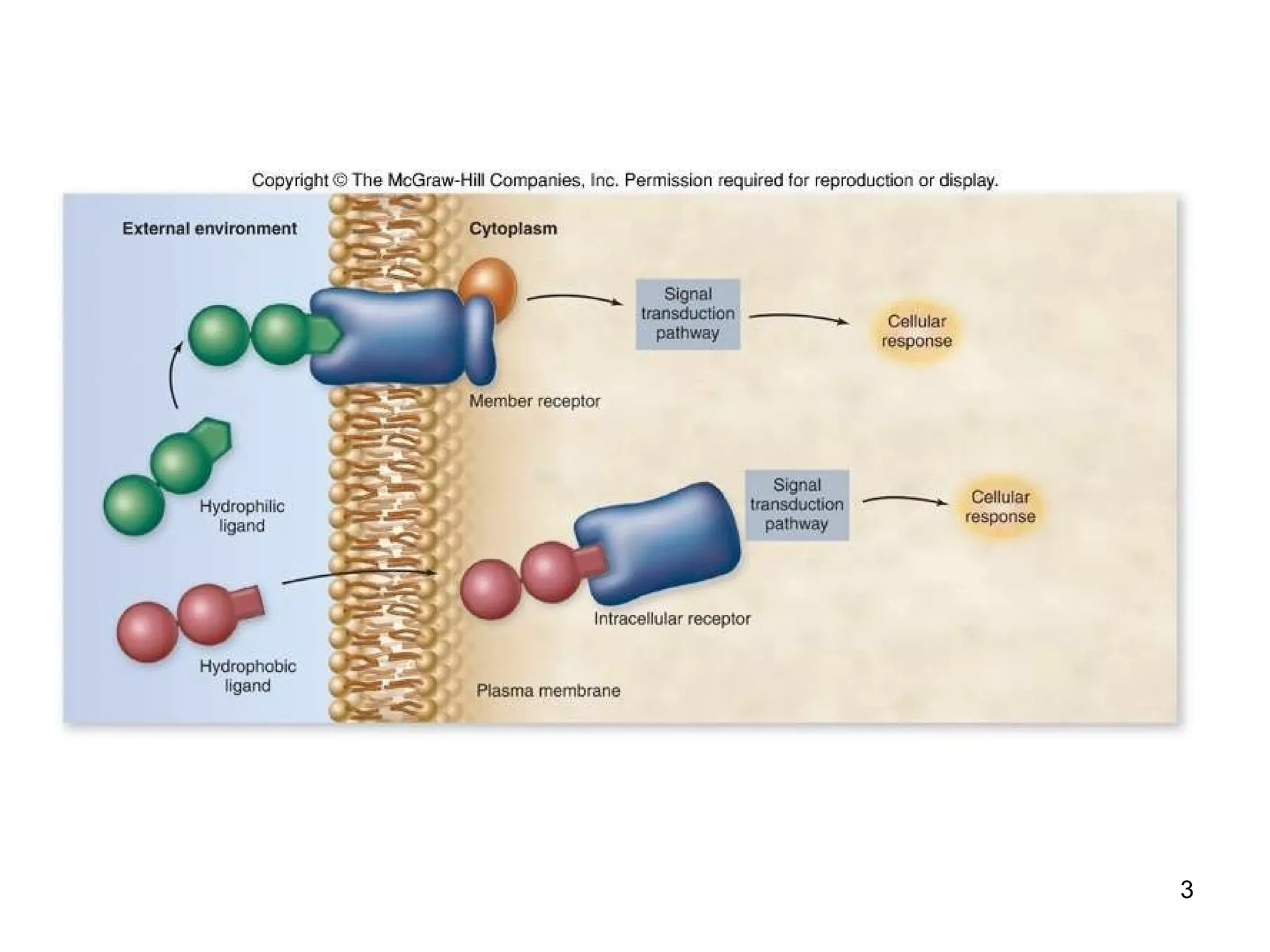 Cell to cell communication | PPT