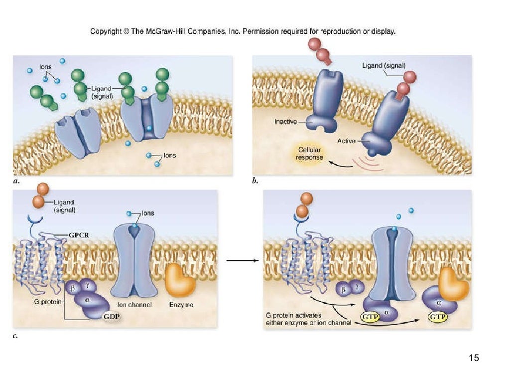 Cell to cell communication