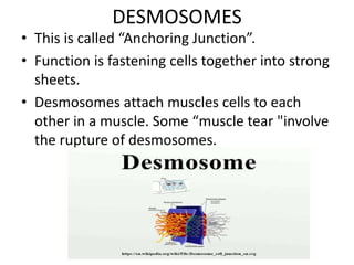 Cell to cell communication | PPTX