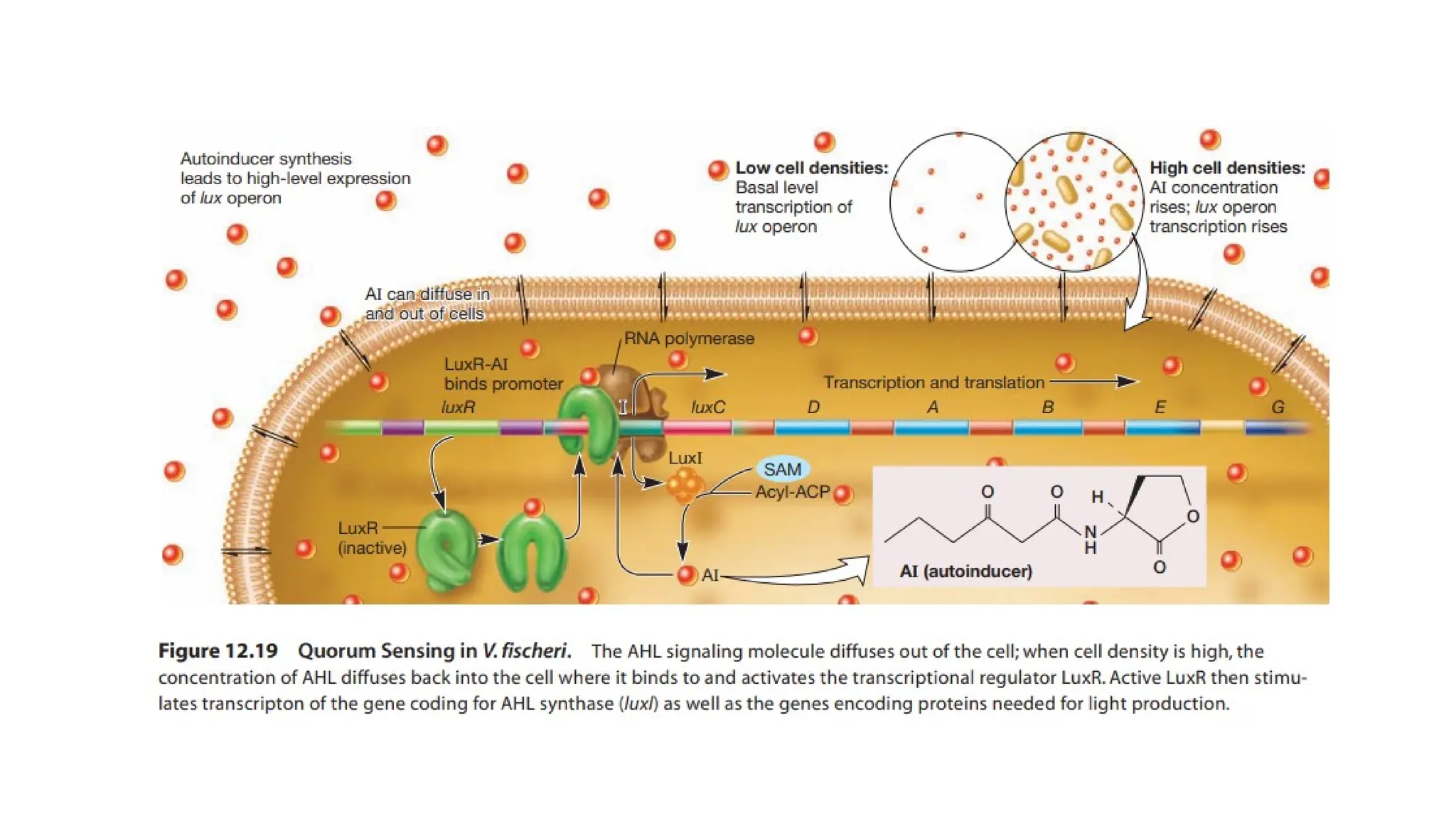 CELL - CELL COMMUNICATION WITHIN BACTERIAL POPULATION AND BIOFILMS,.pptx
