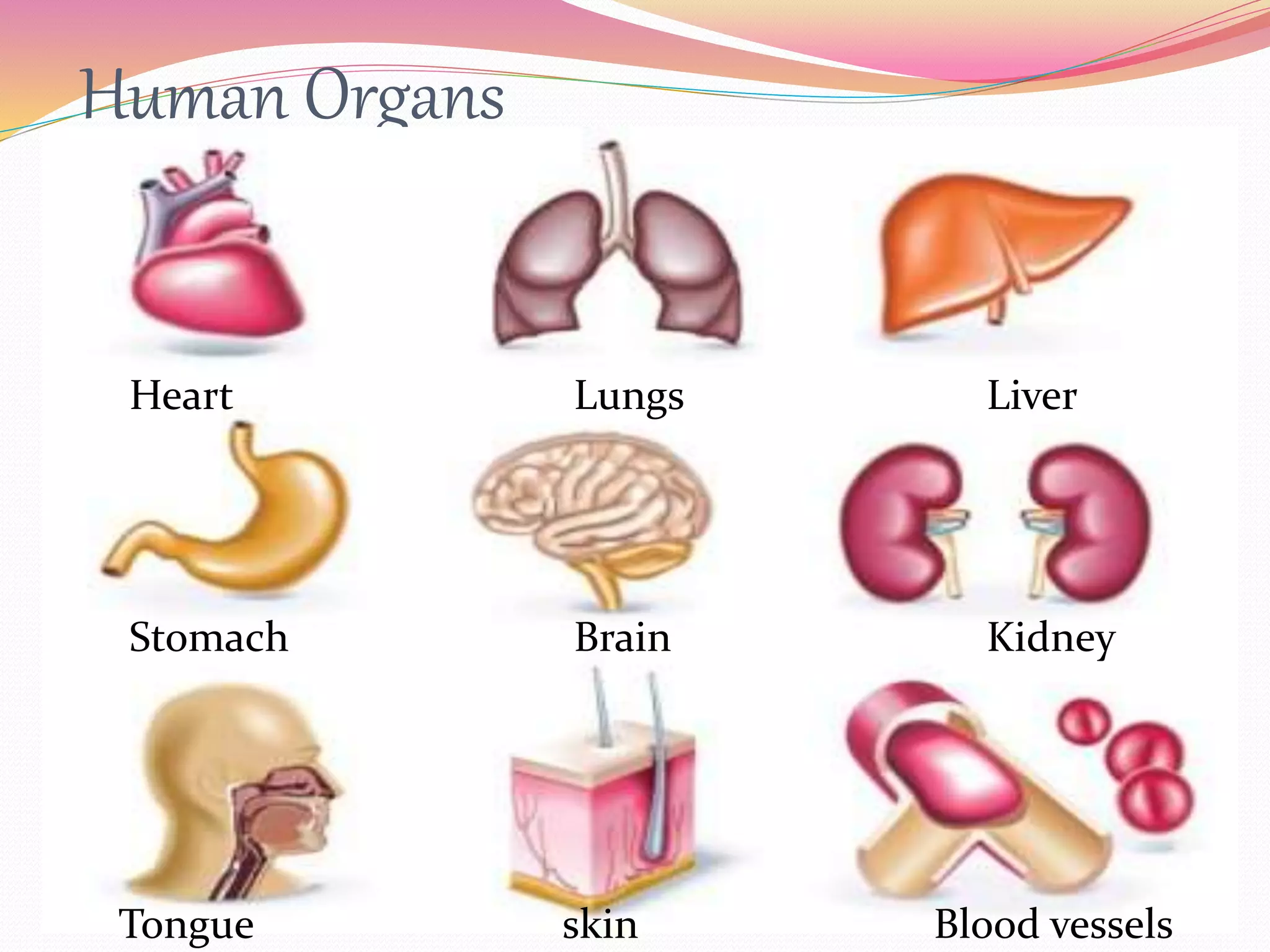 Cell to system gr.6 | PPTX