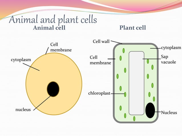 Cell to system gr.6 | PPTX | Lung and Respiratory Health | Diseases and ...