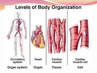 Cell to system gr.6 | PPTX