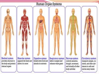 Cell to system gr.6 | PPTX