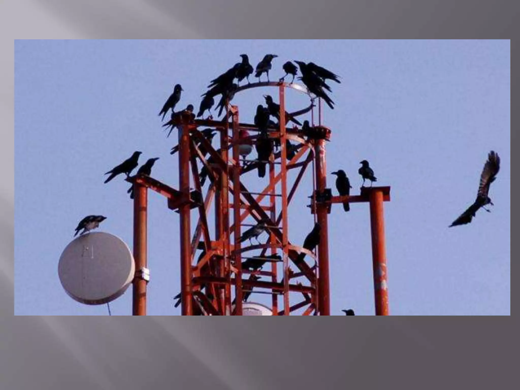 cell tower radiation hazards | PPTX