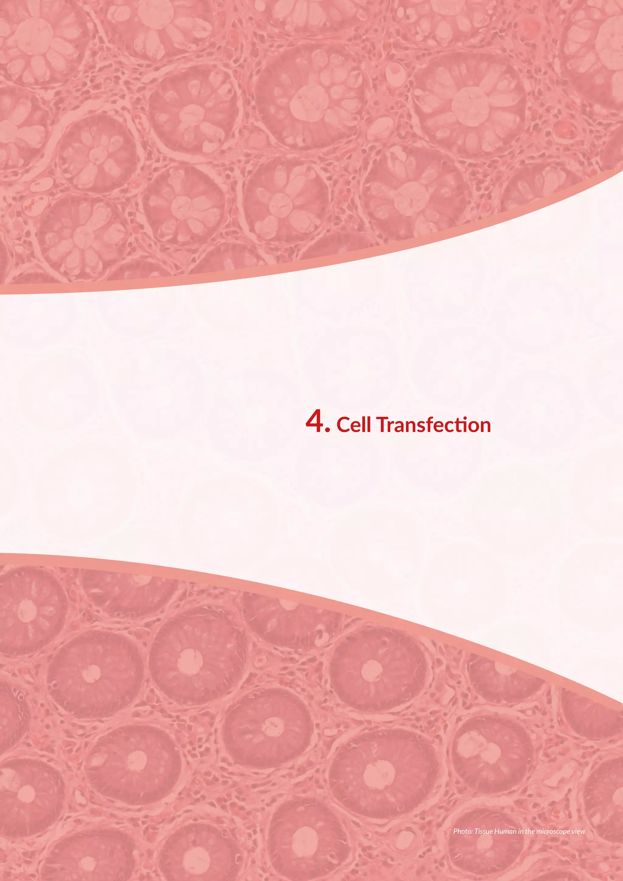Cell Transfection | PDF