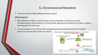 Cell transformation (how normal cell converted to cancerous cell) | PPT