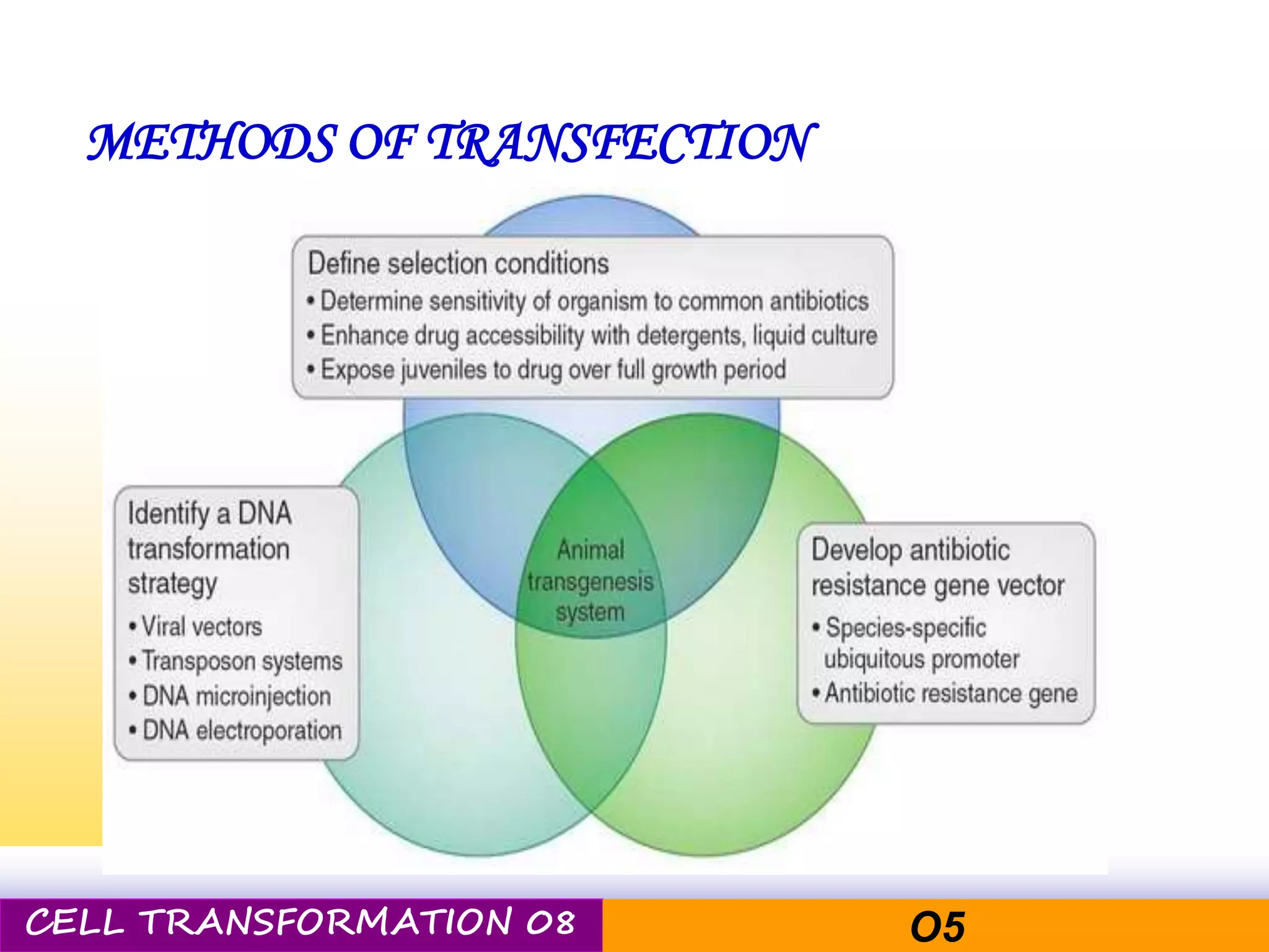 Cell transformation, by kk | PPT