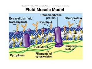 Cell Transport | PPT