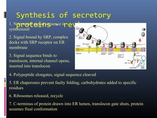 Cell transport | PPT