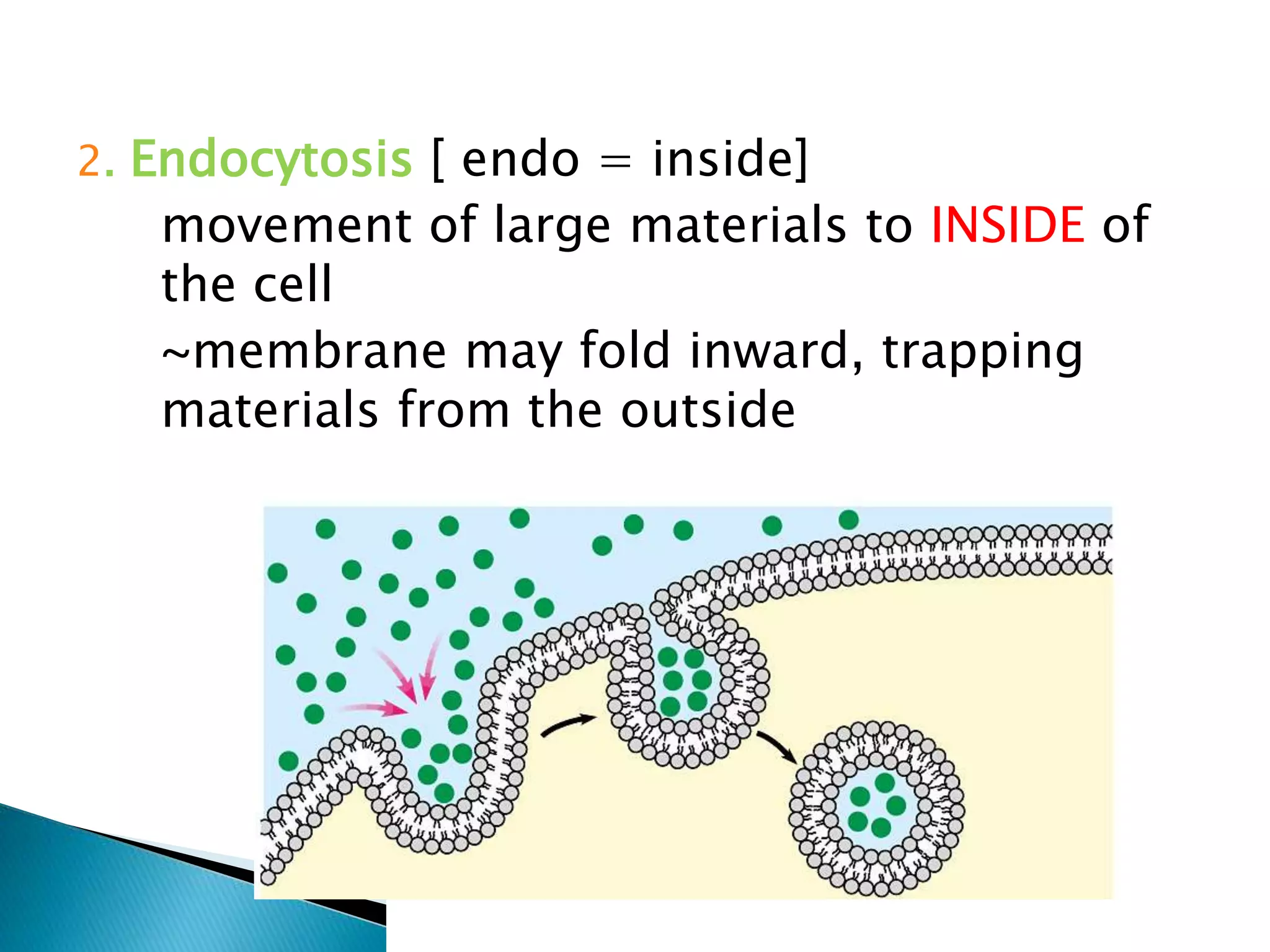 Cell transport | PPTX