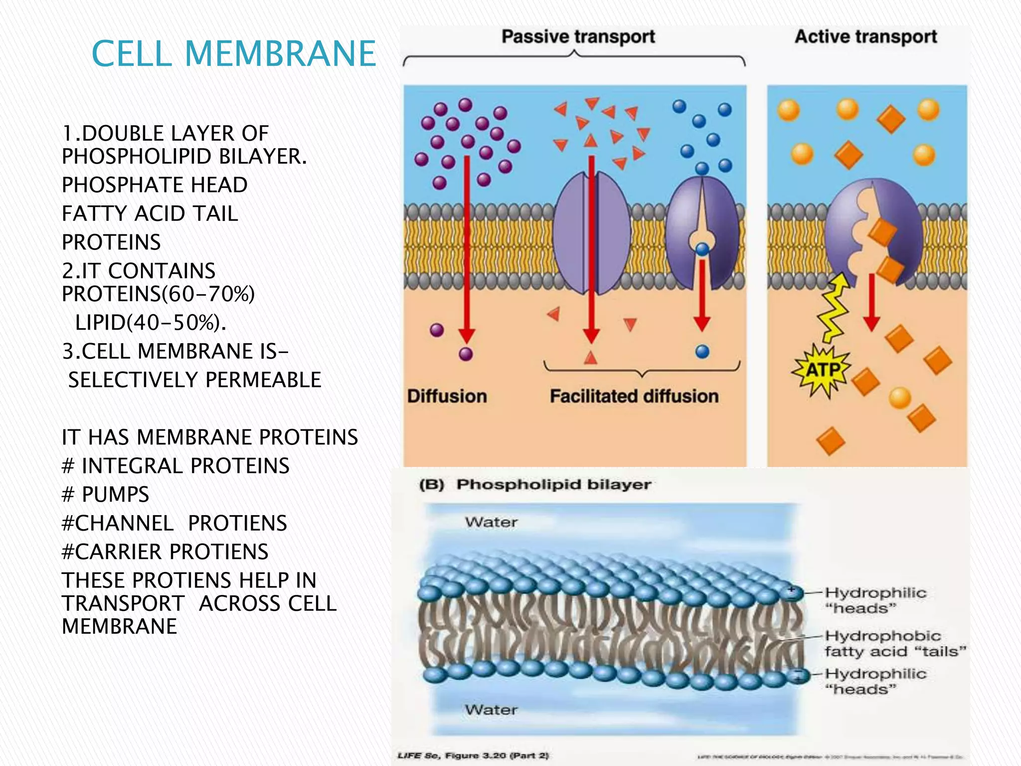 Cell transport | PPTX