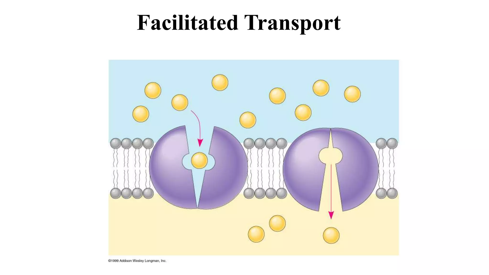 Cell transport.pptx