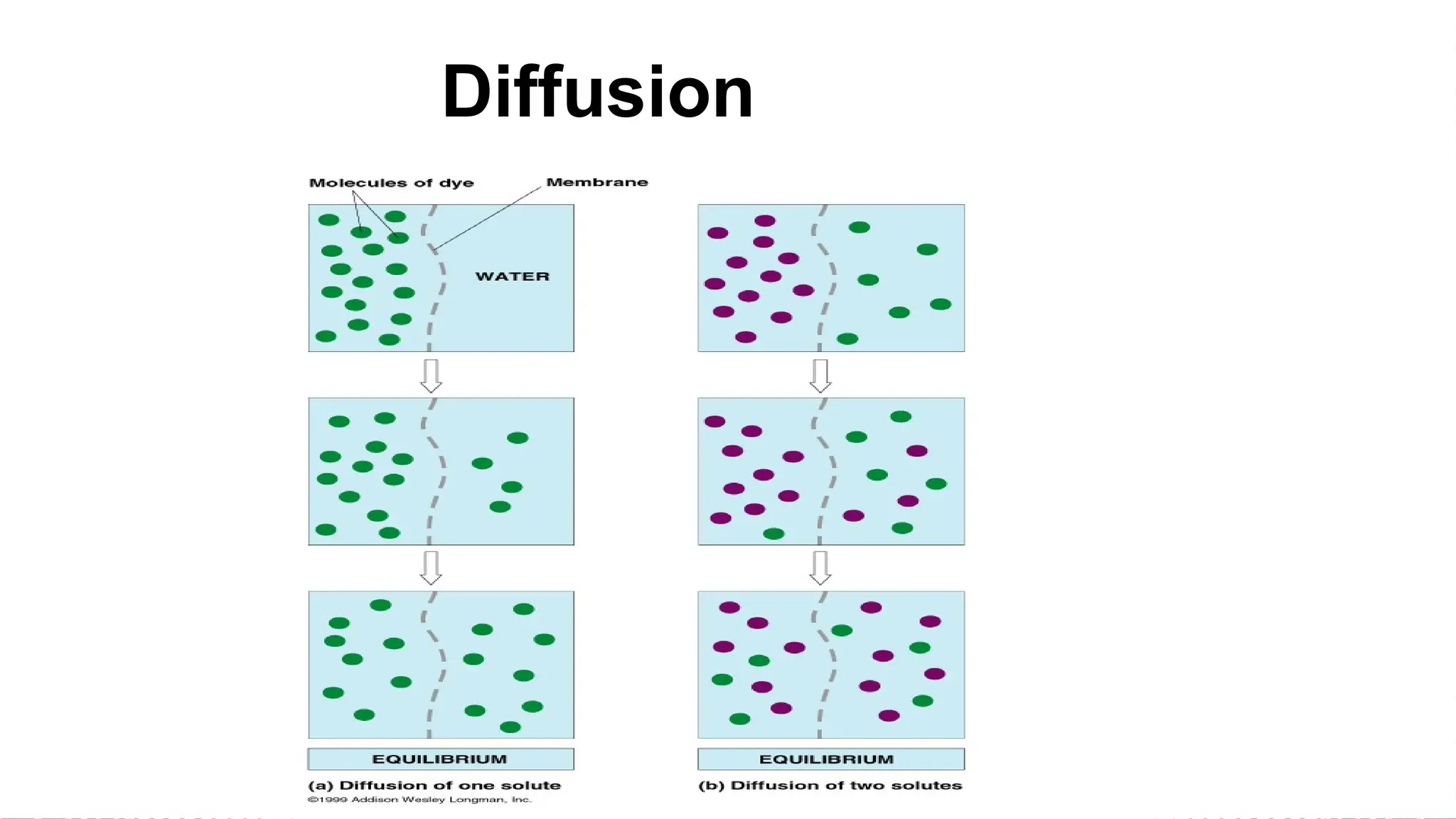 Biology Cell Transportation(complete).pptx