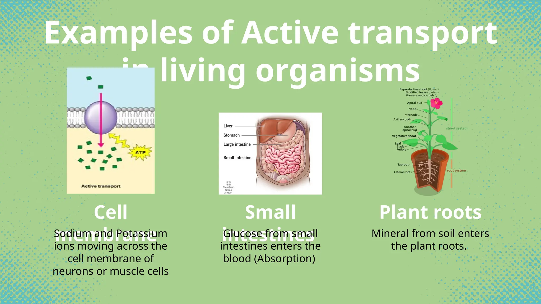 Biology Cell Transportation(complete).pptx
