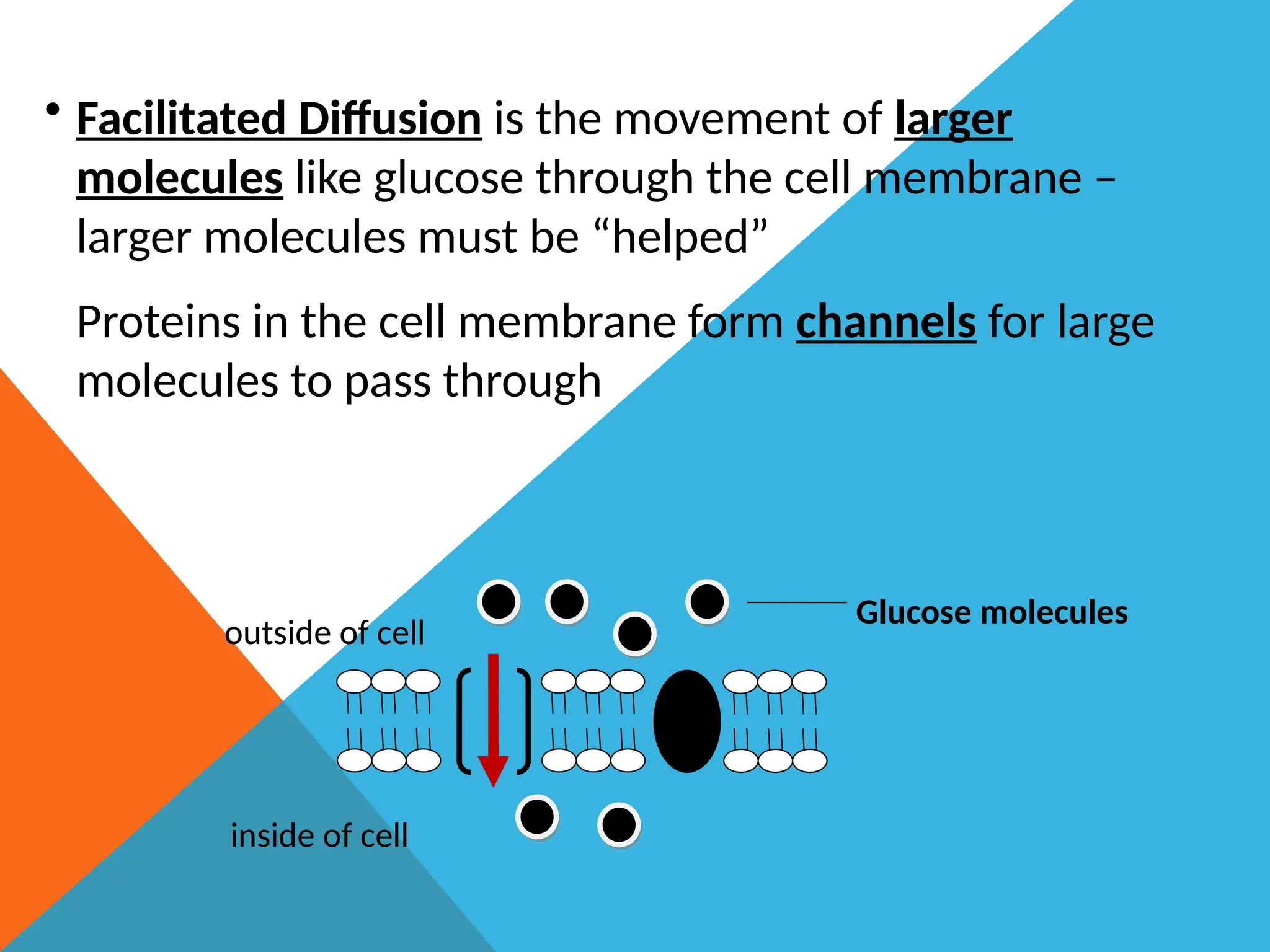 Introduction to Cell Transport mechanisms | PPT