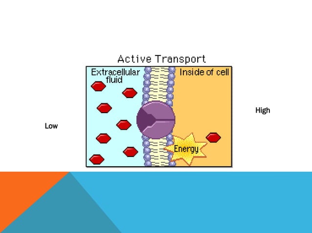 Introduction to Cell Transport mechanisms | PPT