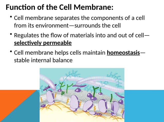 Introduction to Cell Transport mechanisms | PPT
