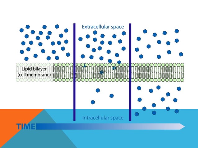 Introduction to Cell Transport mechanisms | PPT