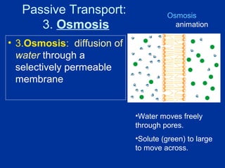 Cell Transport 1 | PPT