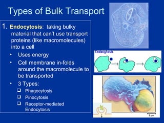 Cell Transport 1 | PPT