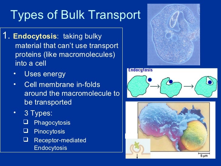 Cell Transport 1