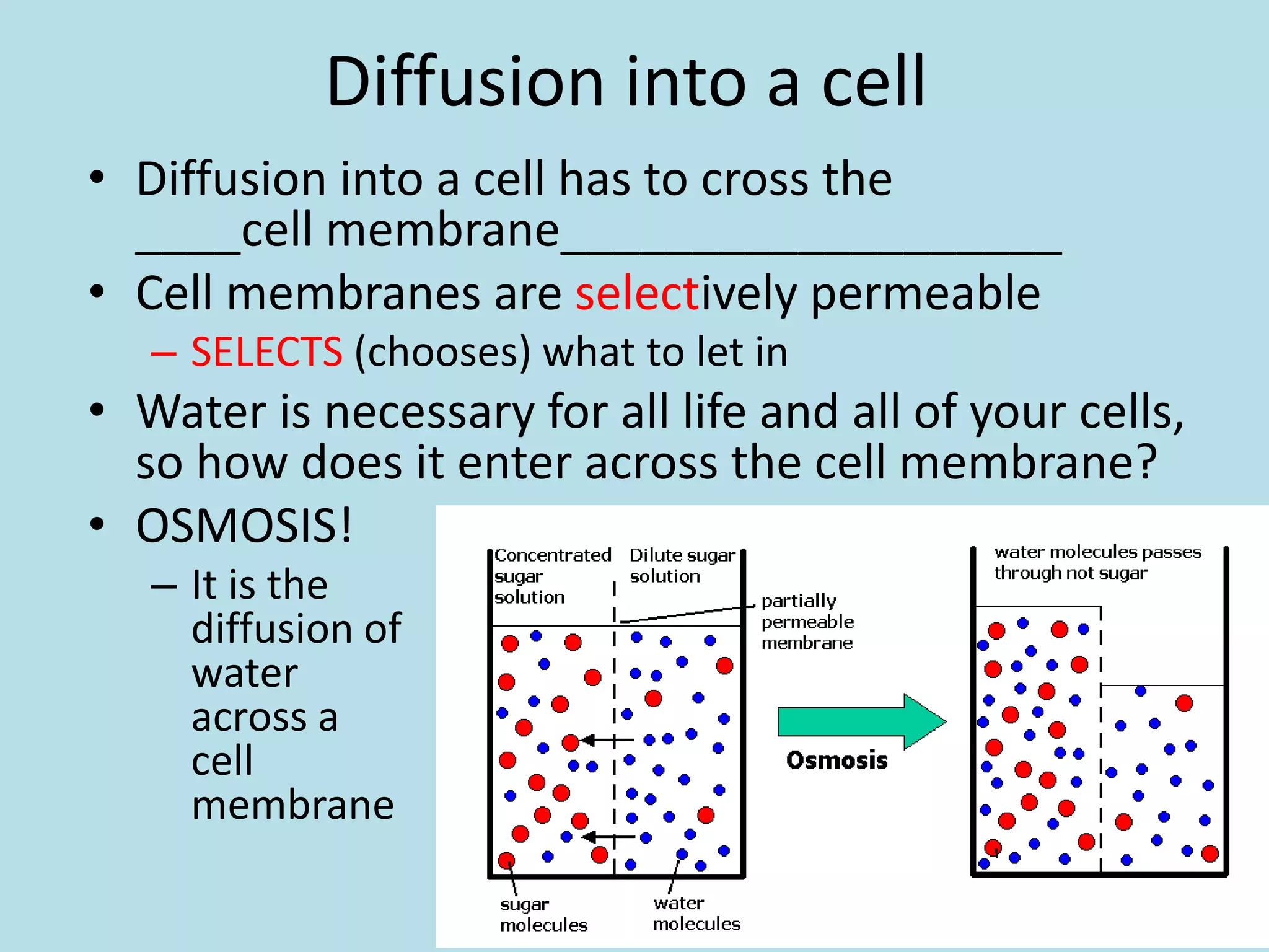 Cell transport and diffusion | PPTX